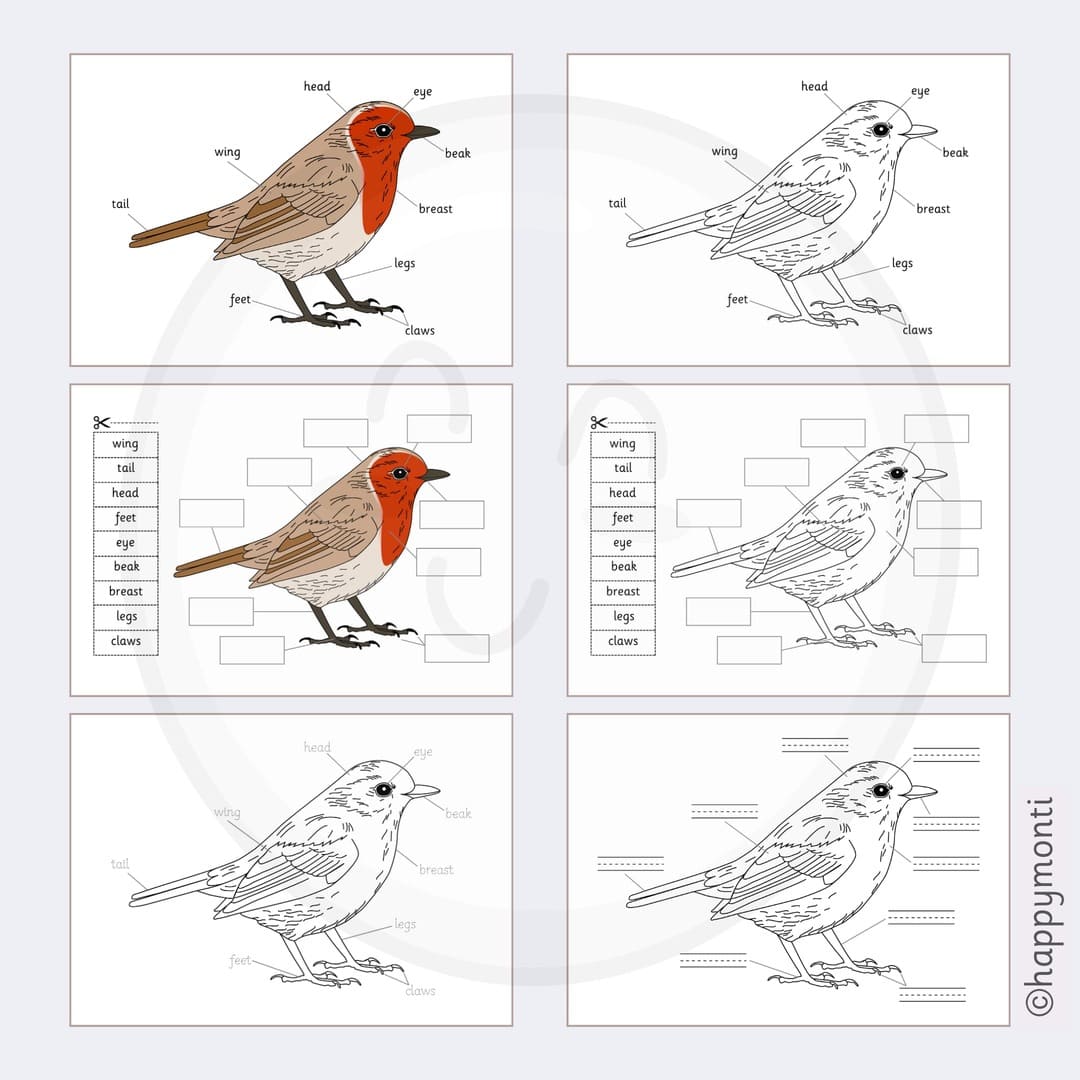 Bird Anatomy Learning Pages | Happy Monti