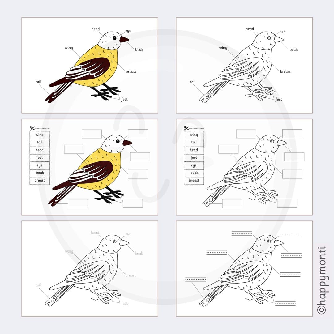 Bird Anatomy Learning Pages | Happy Monti
