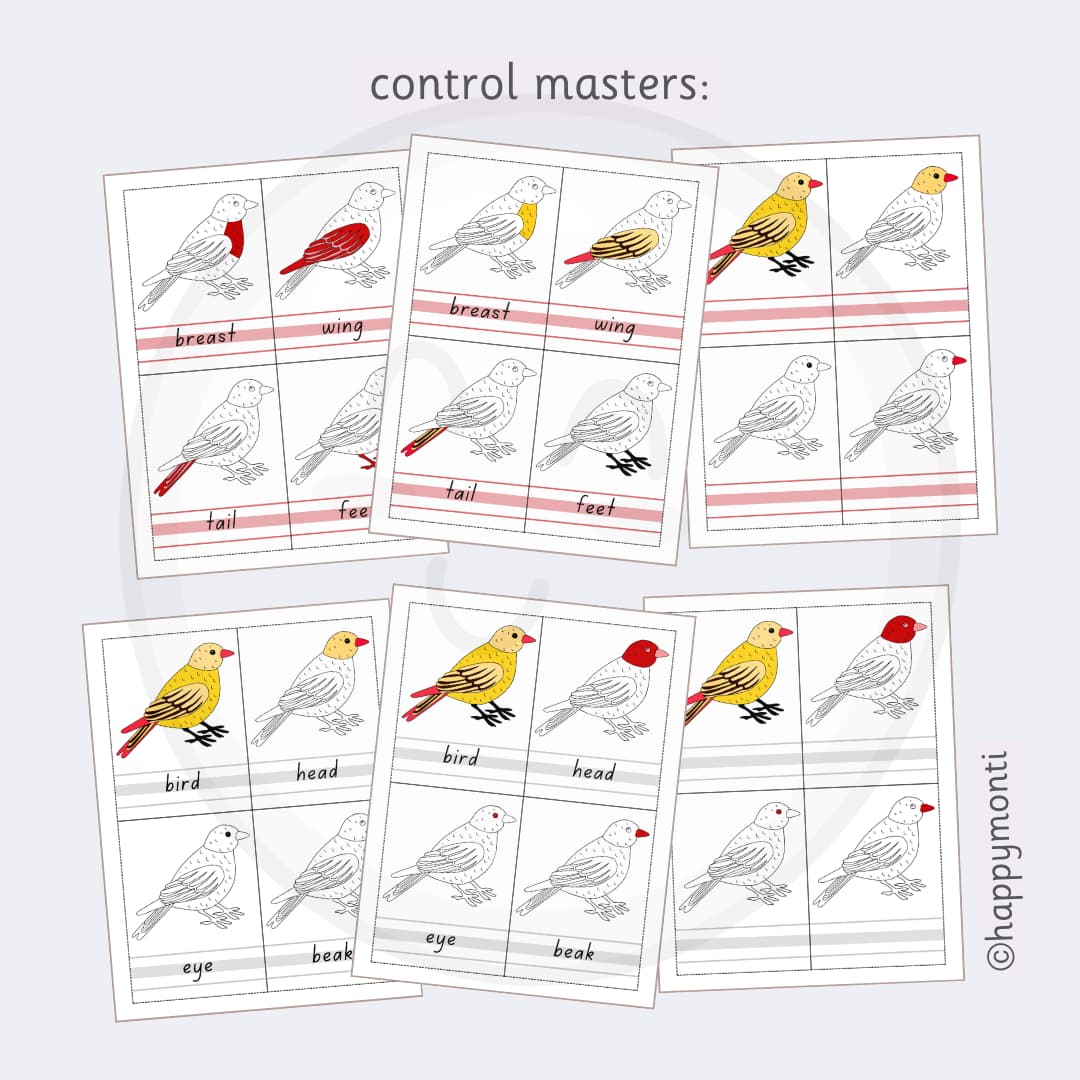 Bird Anatomy Booklets | Happy Monti