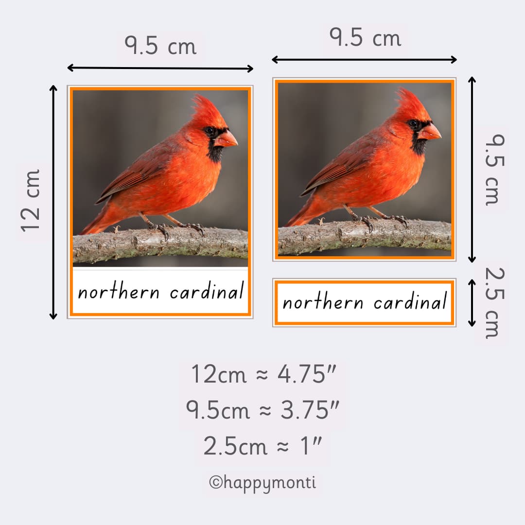 Birds of North America (3-Part Cards) | Happy Monti